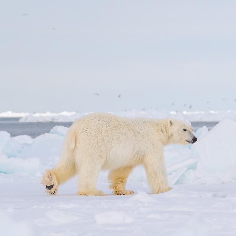 Tracking Polar Bears: Icons of the Ice | WWF