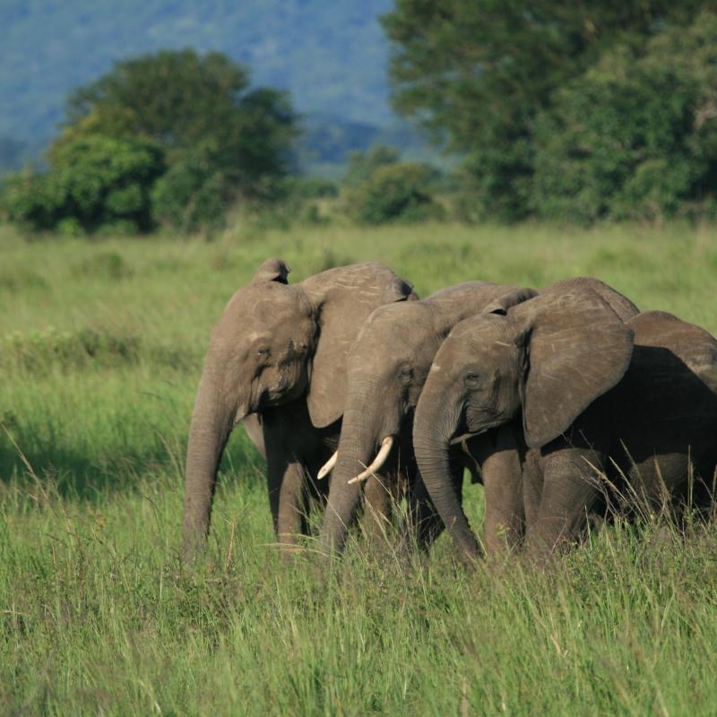 Tackling human-wildlife conflict in Ruvuma | WWF