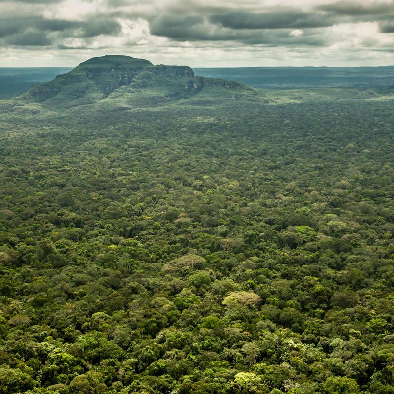 Wildlife conservation in the Amazon | WWF