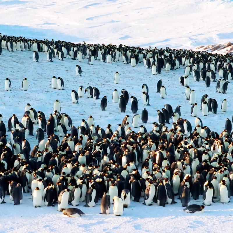 Penguin Awareness Day 2025 | WWF