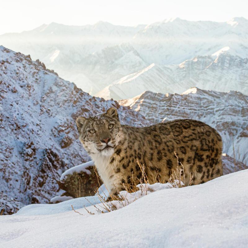 International Snow Leopard Day | WWF
