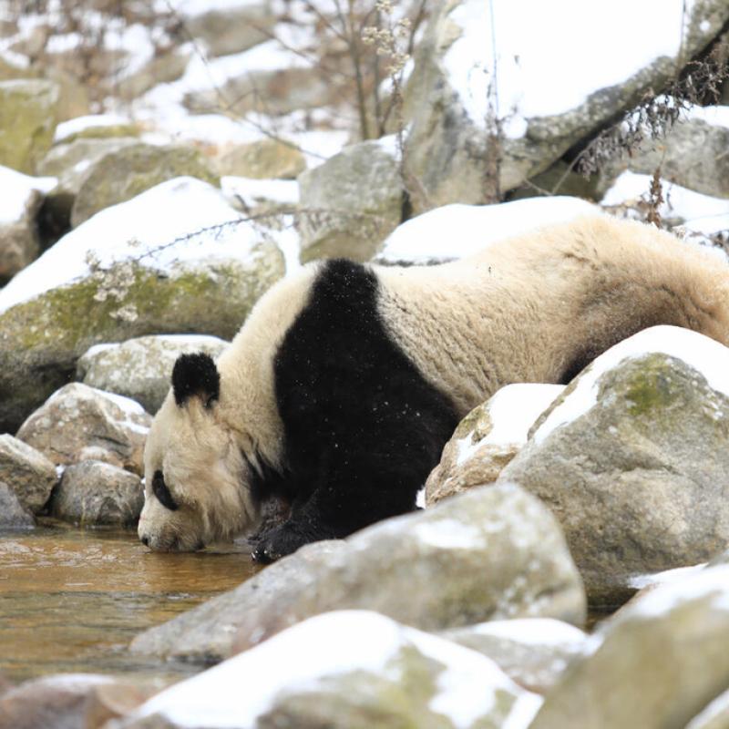 World Wildlife Day: 3rd March | WWF