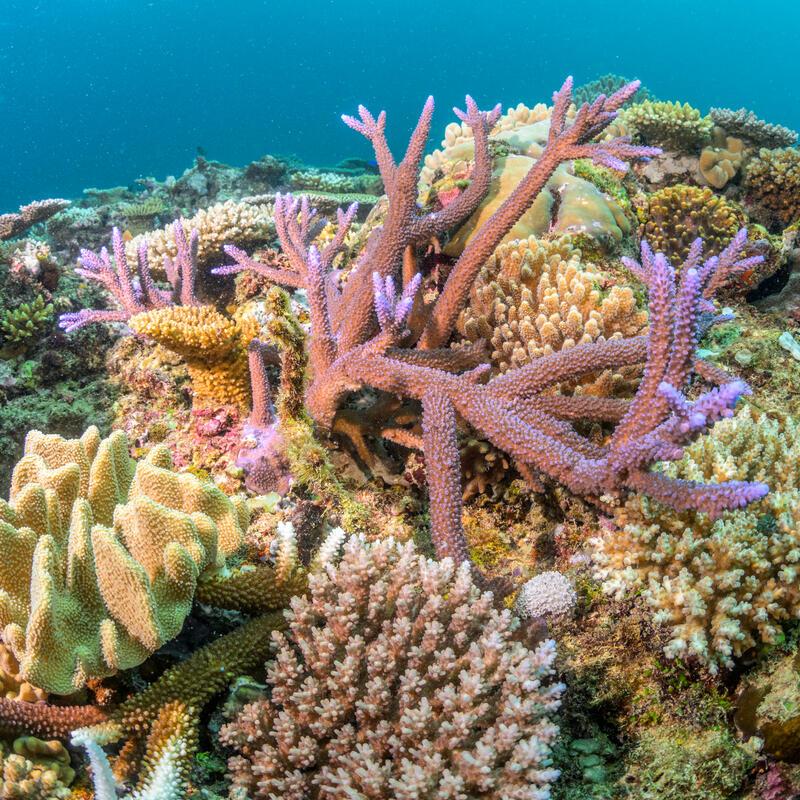 Oceans | WWF
