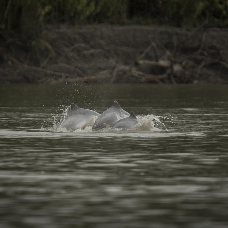 Dolphins | WWF