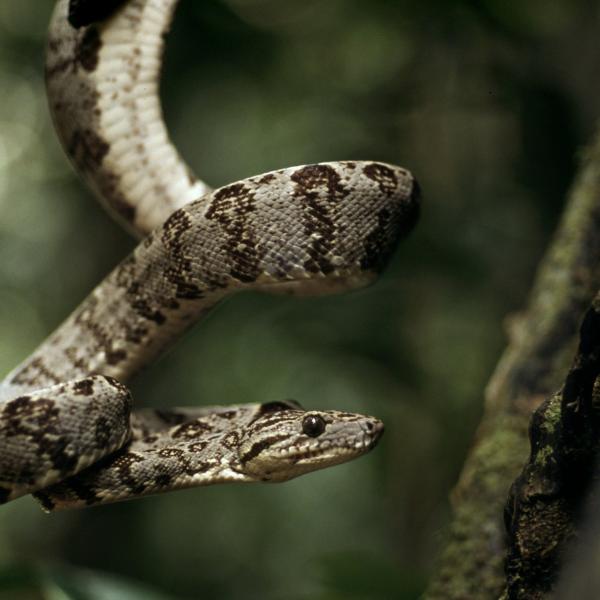 The Amazon Rainforest | WWF