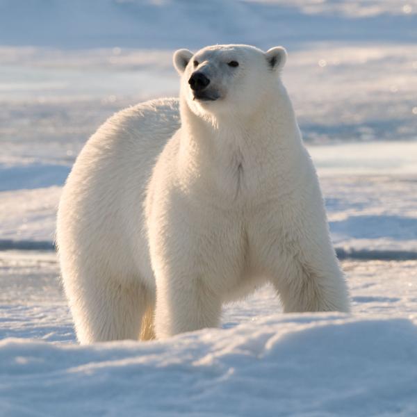 The results of the WWF's latest annual report | WWF The results of the WWF's latest annual report | WWF
