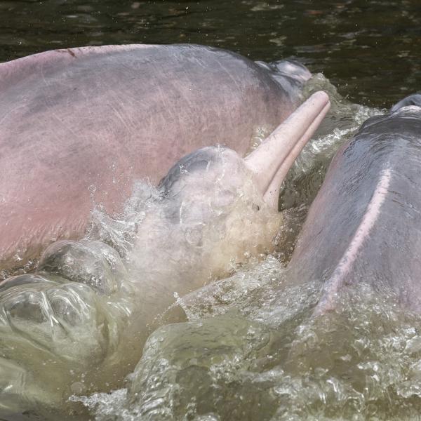 Dolphins | WWF