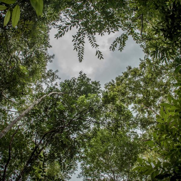 Forests | WWF
