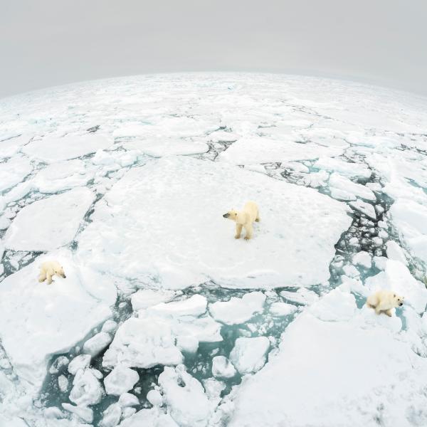 The results of the WWF's latest annual report | WWF