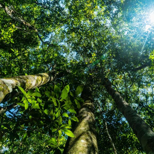 Forests | WWF