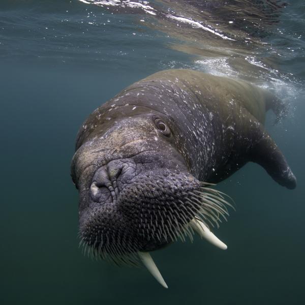 The results of the WWF's latest annual report | WWF The results of the WWF's latest annual report | WWF