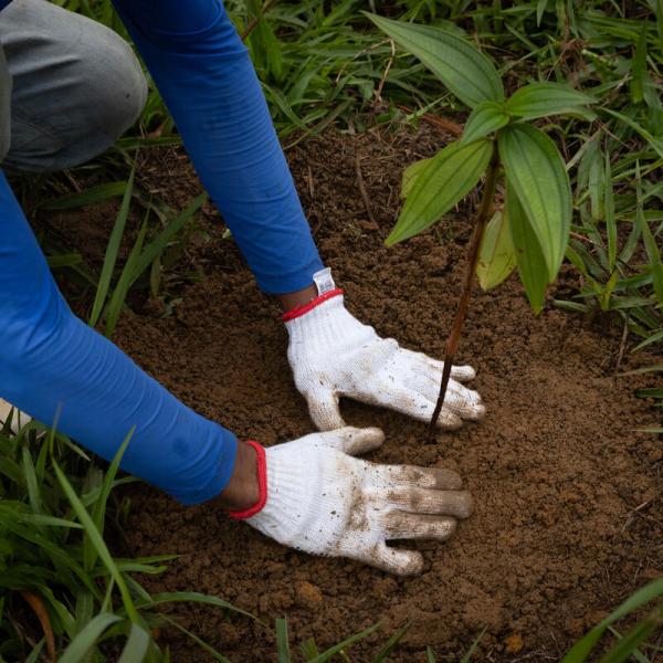 Forest Pathways Report | WWF