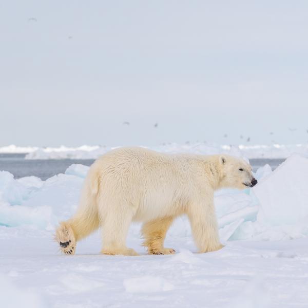 Tracking Polar Bears: Icons of the Ice | WWF