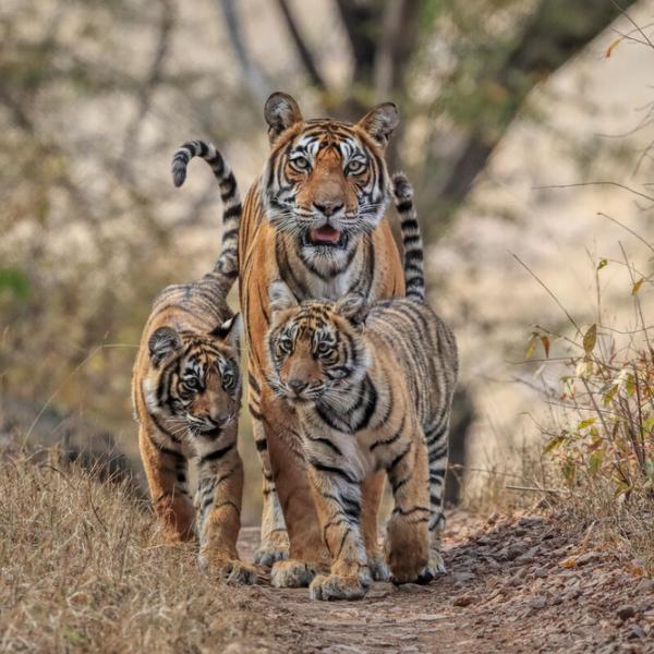 WWF's latest annual report | WWF