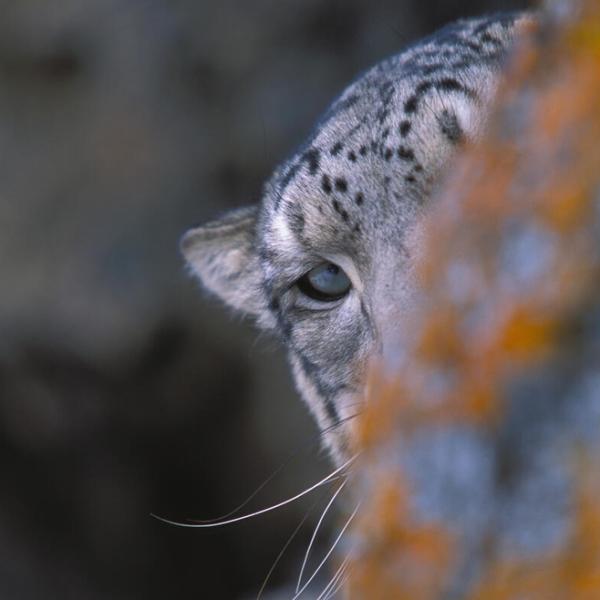 WWF's latest annual report | WWF