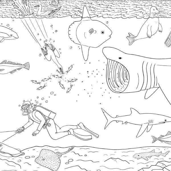 World Oceans Day | WWF