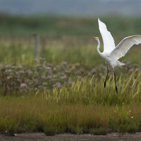 Find Wwf S Range Of Press Releases Here Wwf