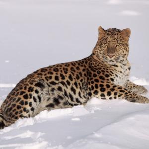 Amur leopard numbers are increasing | WWF