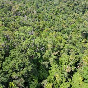 WWF work | Trillion Trees Initiative | WWF