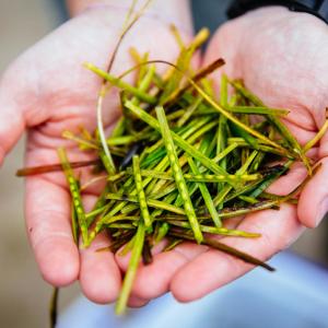 Our Planet: Too Big To Fail | WWF