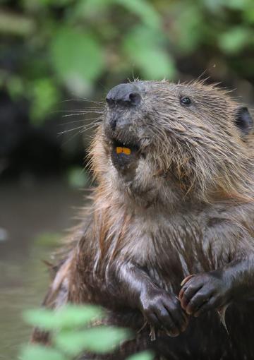 Why we need to protect the wildlife | WWF