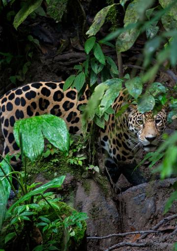 World Wildlife Day: 3rd March | WWF