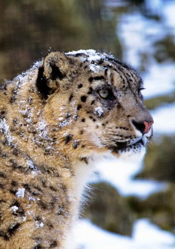 Preventing human-wildlife conflict | WWF