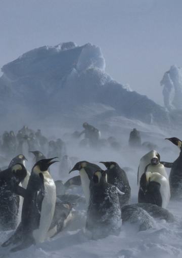 Learn about our frozen environments | WWF