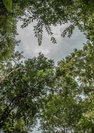 Stopping deforestation and illegal logging | WWF