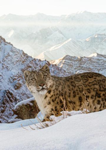 World Wildlife Day: 3rd March | WWF