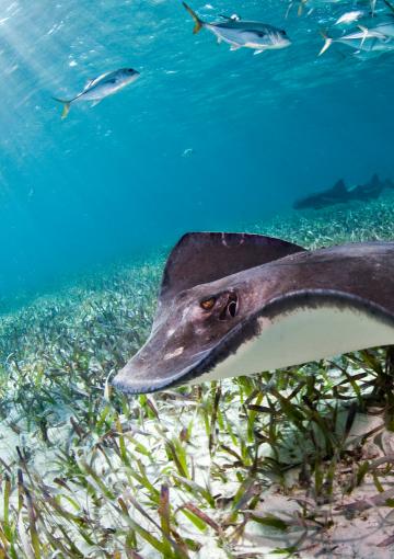 Sea turtles: earth's ancient mariners | WWF