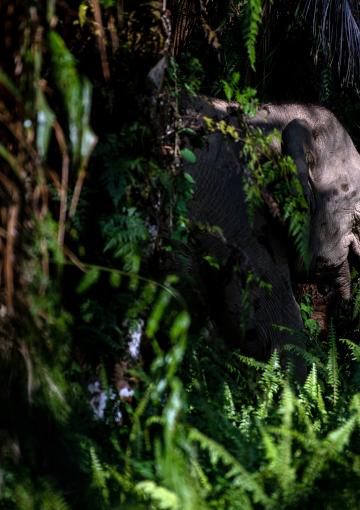 Why we need to protect the wildlife | WWF