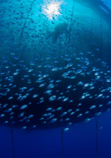 Supporting sustainable fishing practices | WWF