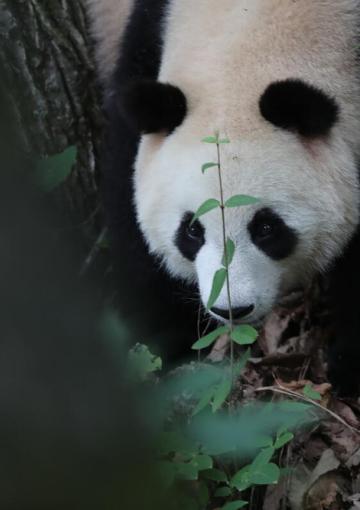 World Wildlife Day 2026 | WWF