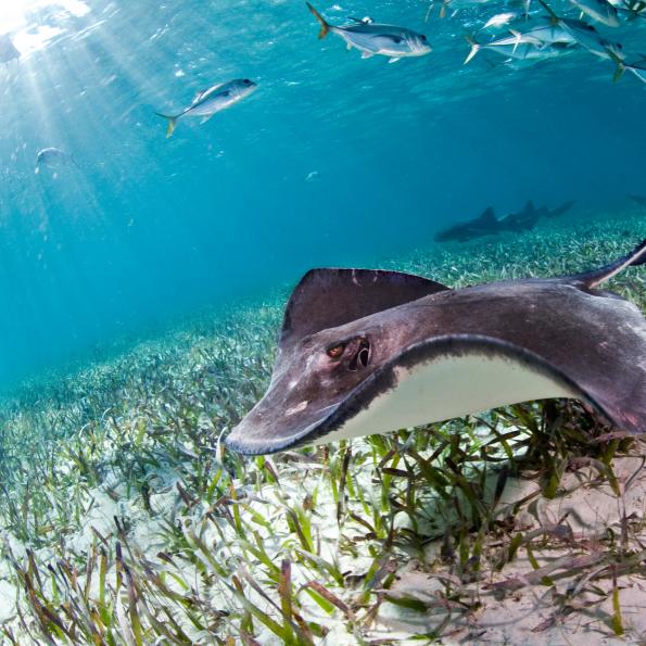 Sea turtles: earth's ancient mariners | WWF