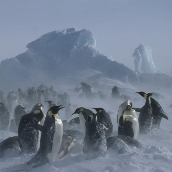 Learn about our frozen environments | WWF