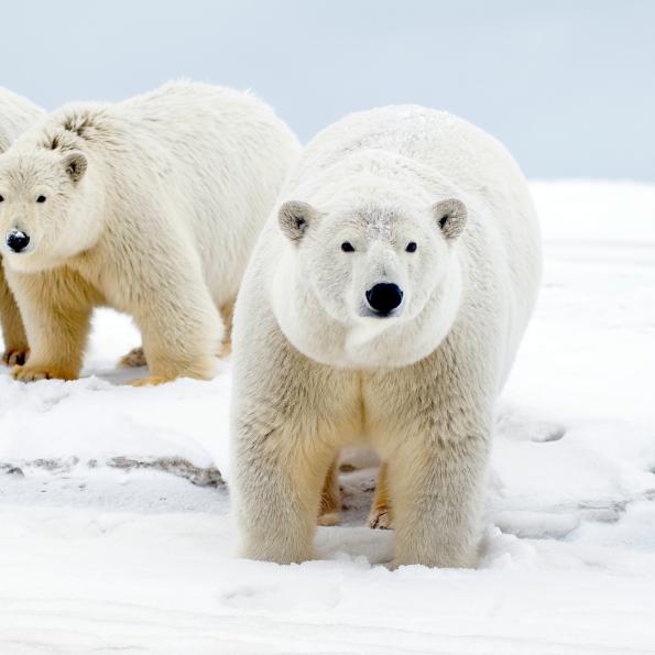 The effects of climate change on Wildlife | WWF