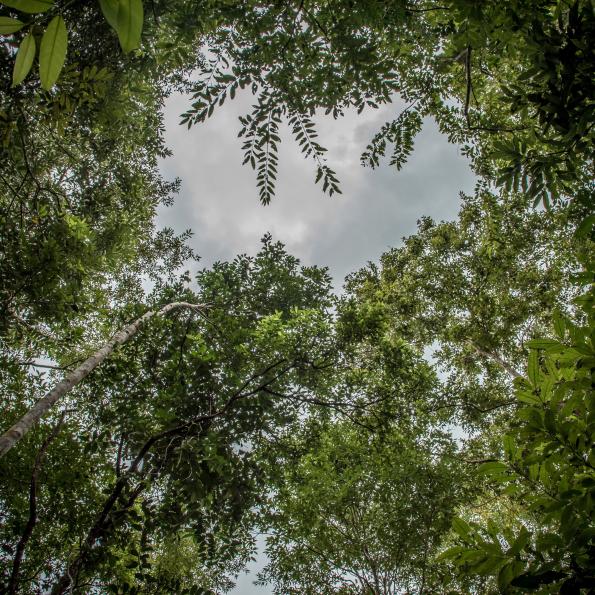 Stopping deforestation and illegal logging | WWF