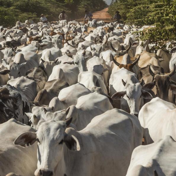 Land Conversion and Financial Crime Risk Assessment | WWF