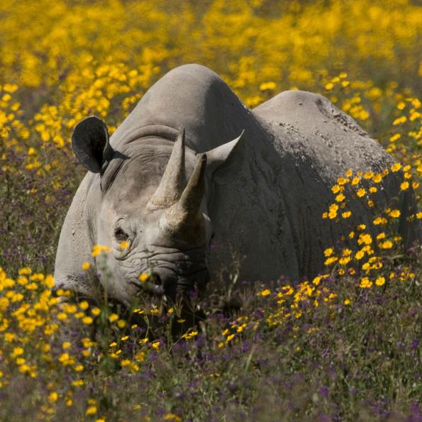 World Wildlife Day: 3rd March | WWF