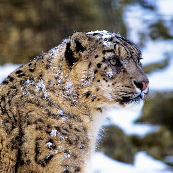 Why we need to protect the wildlife | WWF