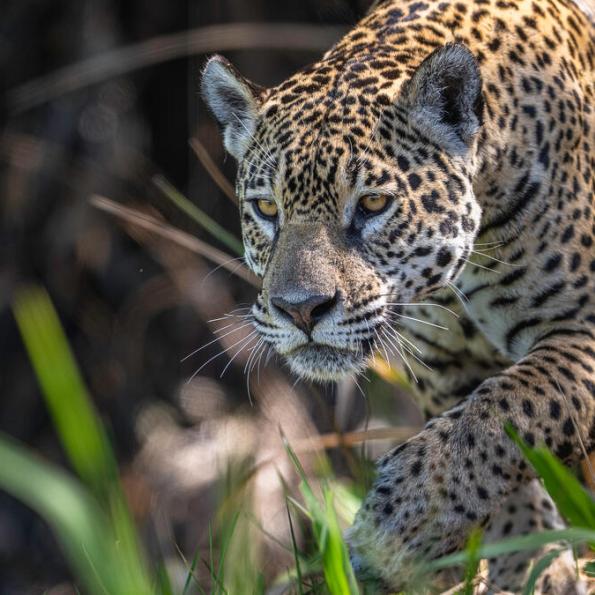 Our projects | WWF
