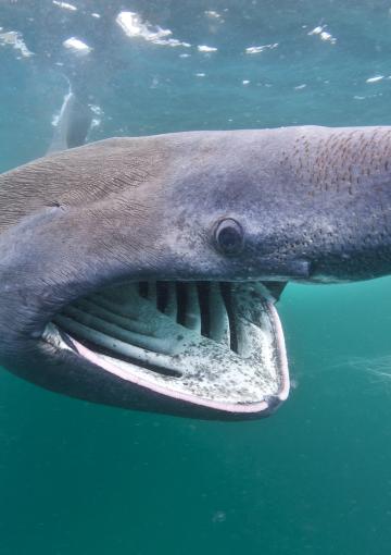 Why UK seas and coasts are important | WWF