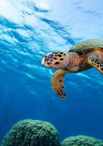 Sea turtles: earth's ancient mariners | WWF